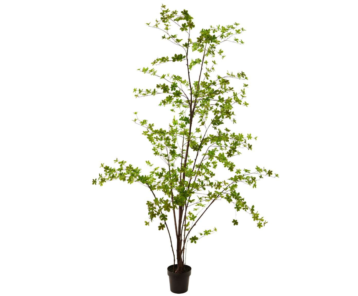 Plant Groen | 259 cm koop je het beste bij Solfelt