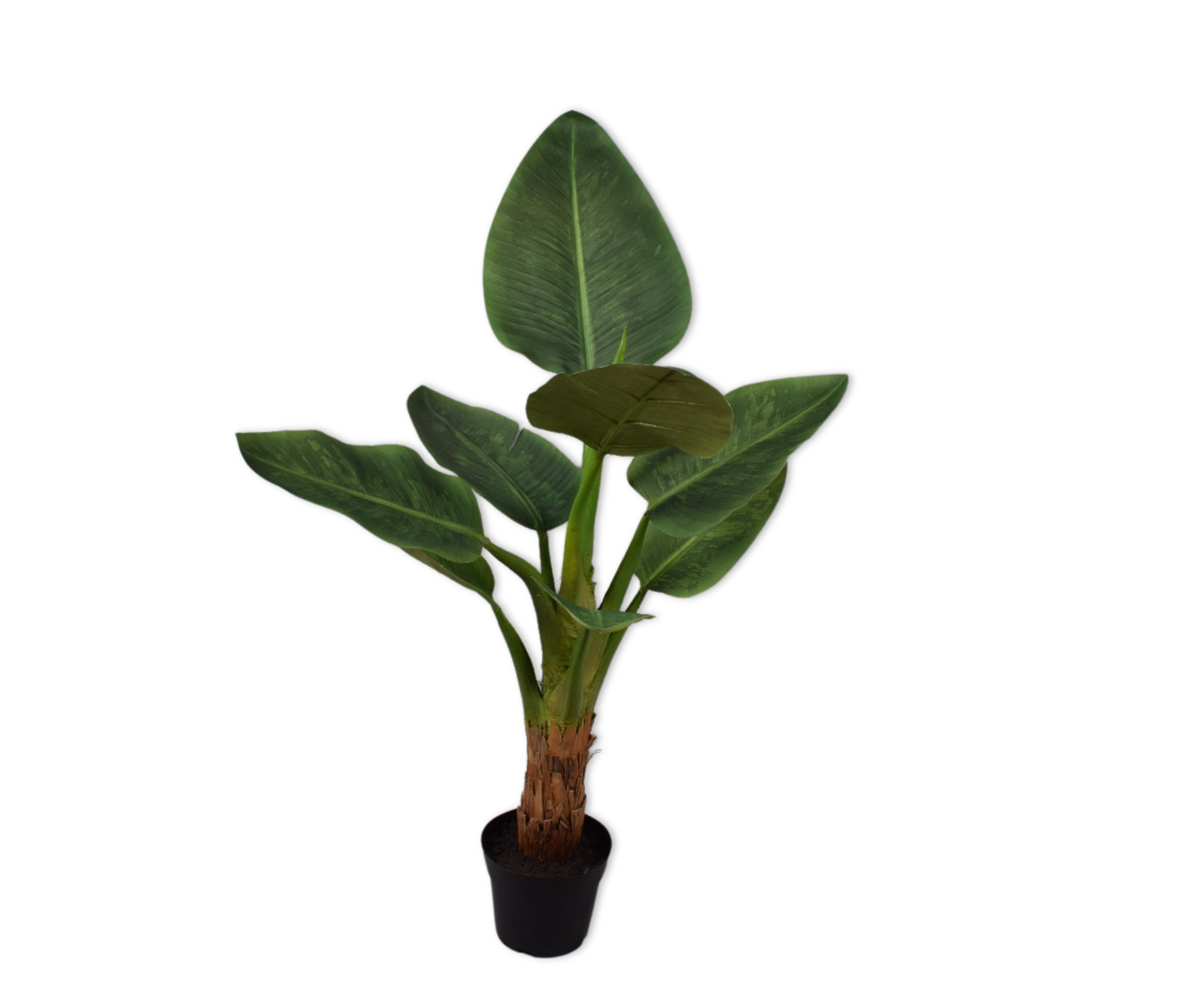 Plant Strelitzia Groen | 103 cm koop je bij Solfelt