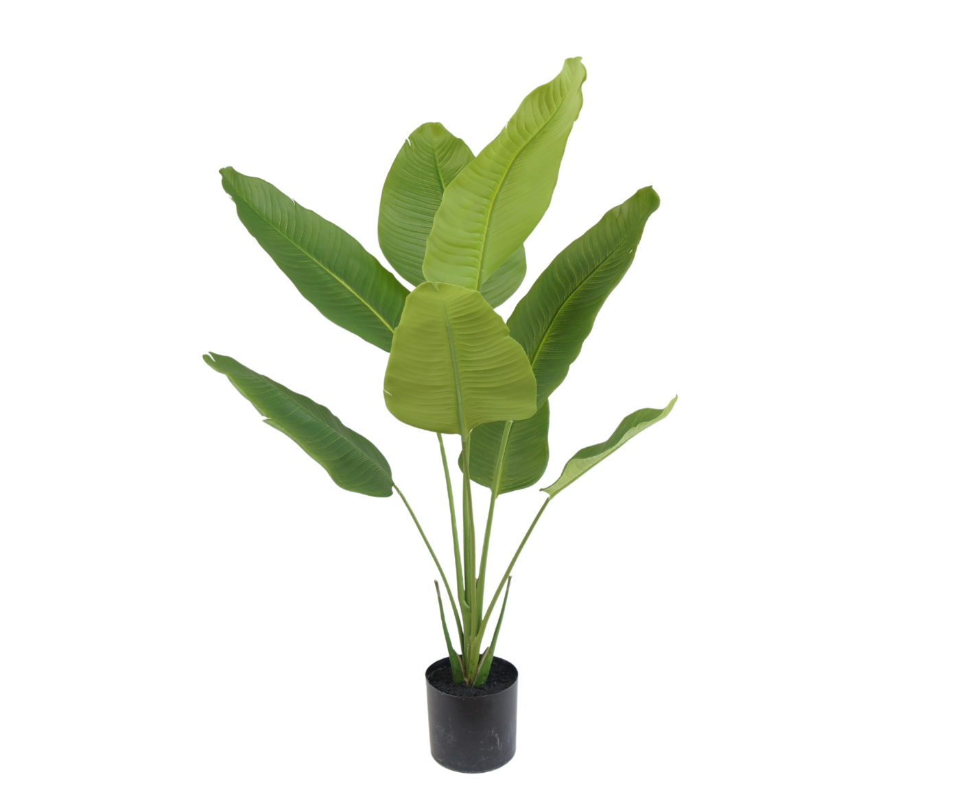 Plant Strelitzia Groen | 120 cm koop je bij Solfelt